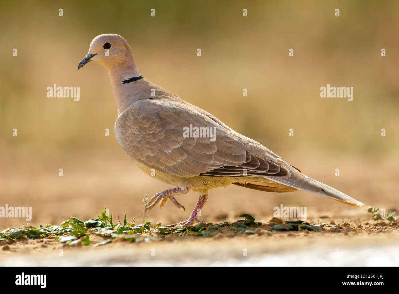 Ring-necked dove (Streptopelia capicola) reflected in a water pool in ...
