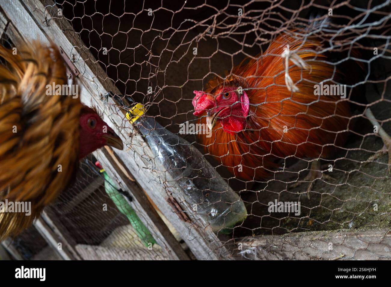 Caged chicken on farm in Guatemala Stock Photo - Alamy