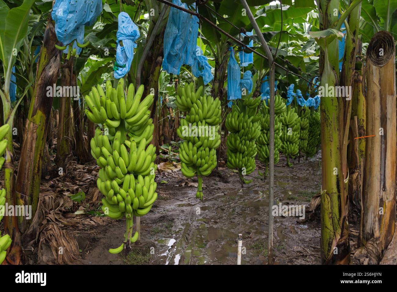Bananas for export in Guatemala Stock Photo - Alamy