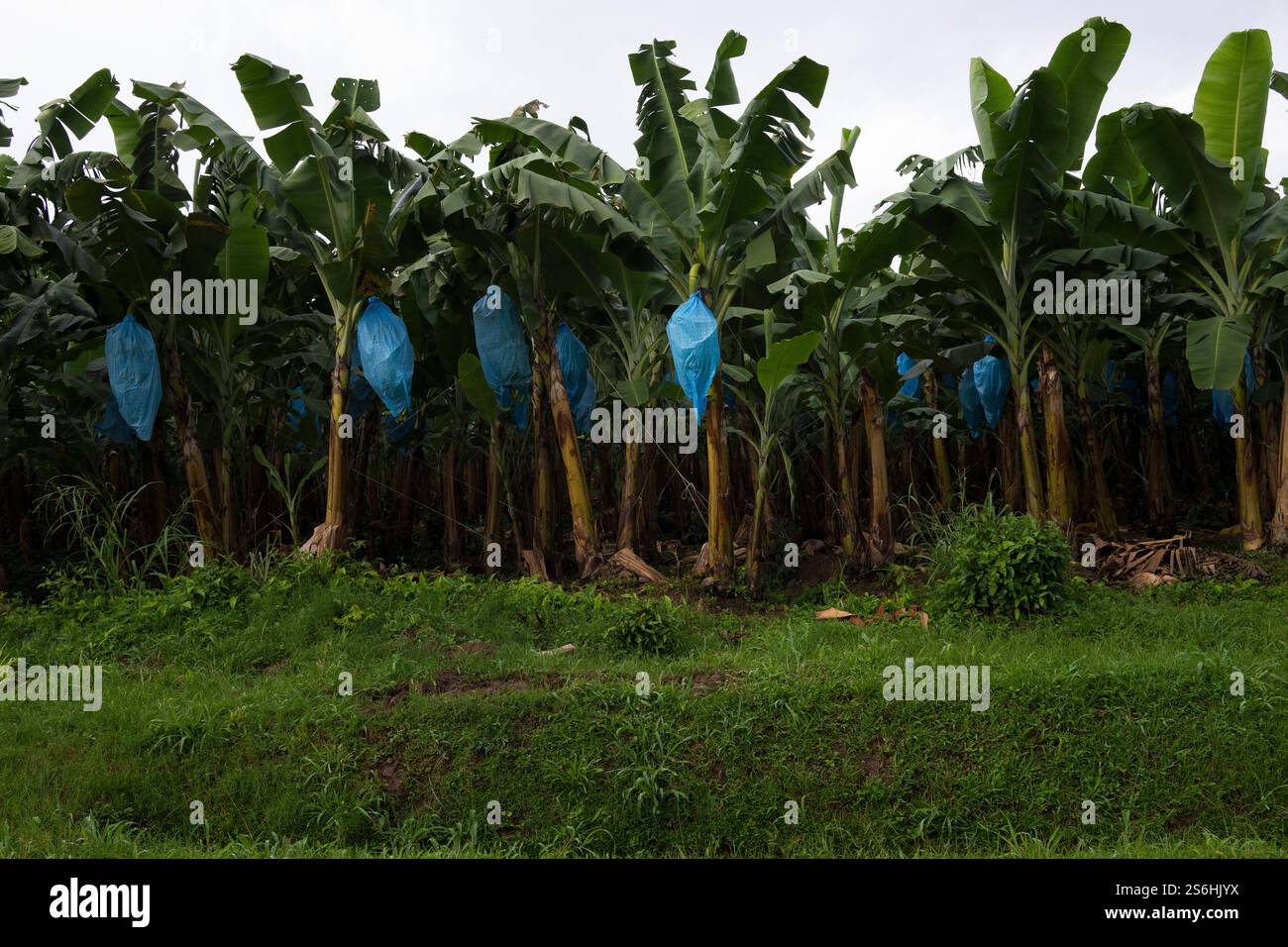 Bananas bagged for export in Guatemala Stock Photo - Alamy