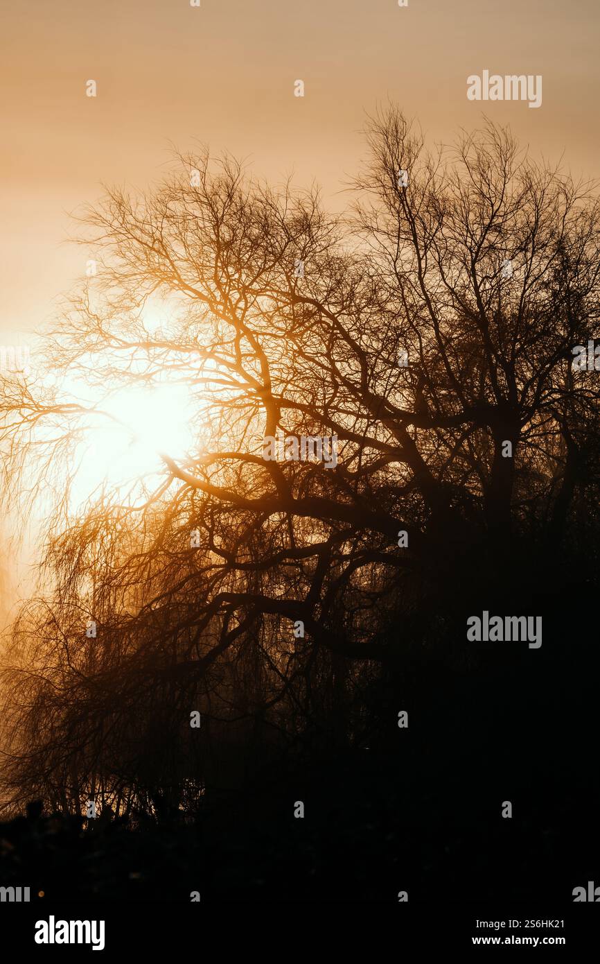 Golden Sunrise Through Willow Tree Silhouette Stock Photo - Alamy