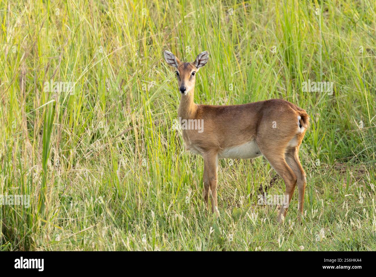 Oribi Ourebia ourebi, adult female in grassland, Murchison Falls ...