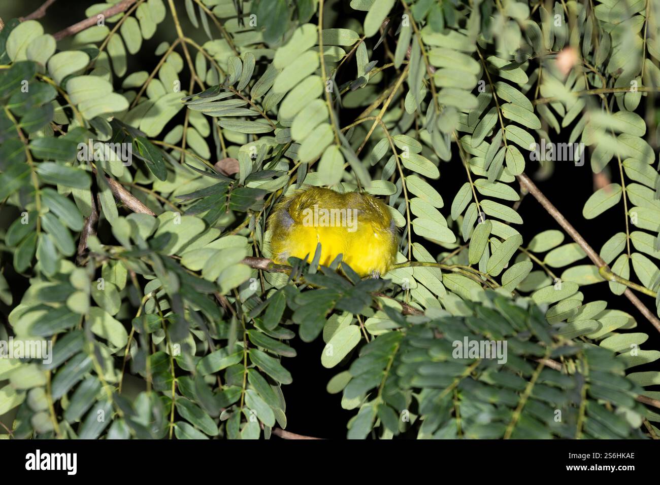 Northern yellow white-eye Zosterops senegalensis, adults roosting in ...