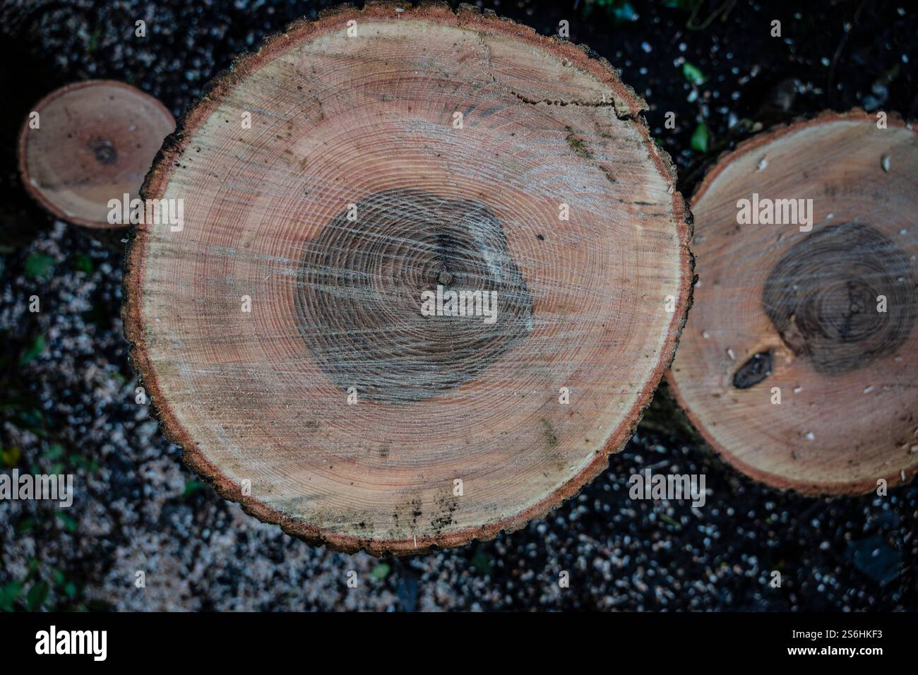 Section through a recently felled tree trunk, approximately 50 years ...