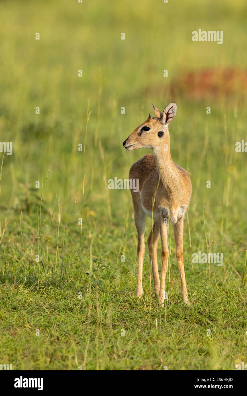 Oribi Ourebia ourebi, adult female foraging, Murchison Falls National ...