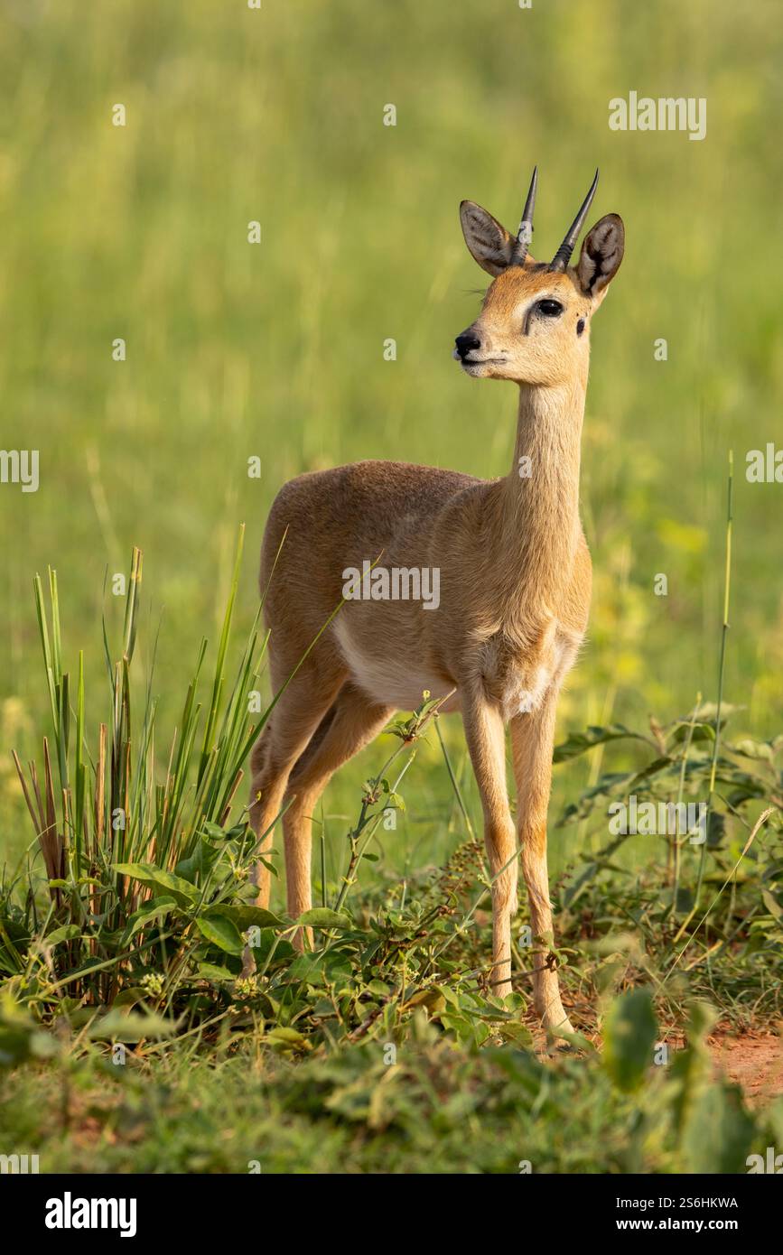 Oribi Ourebia ourebi, adult male foraging, Murchison Falls National ...