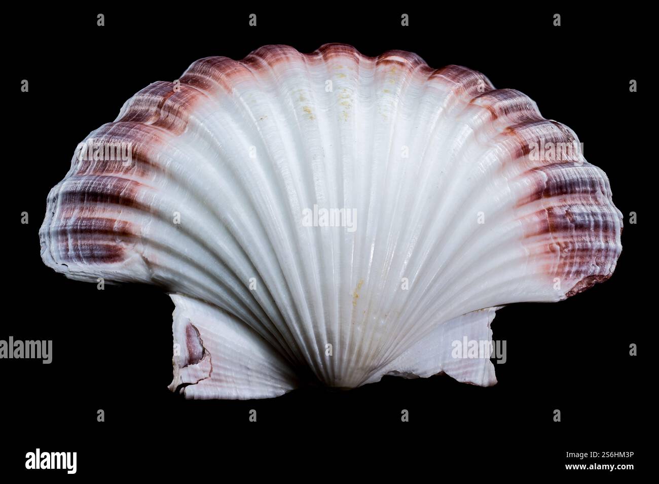 Pecten jacobaeus hi-res stock photography and images - Alamy
