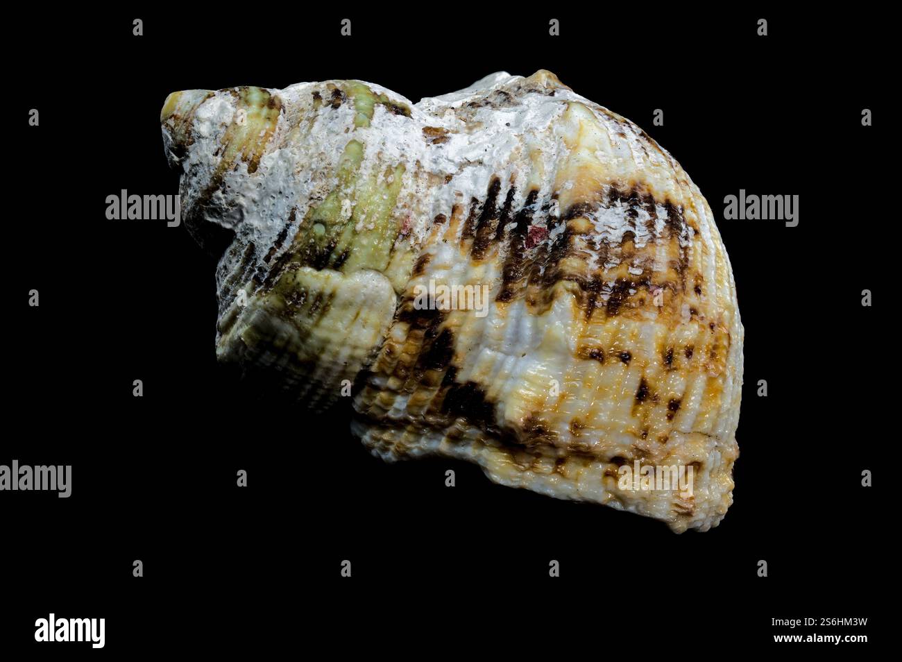 Turbo argyrostomus Linnaeus shell on black background Stock Photo - Alamy