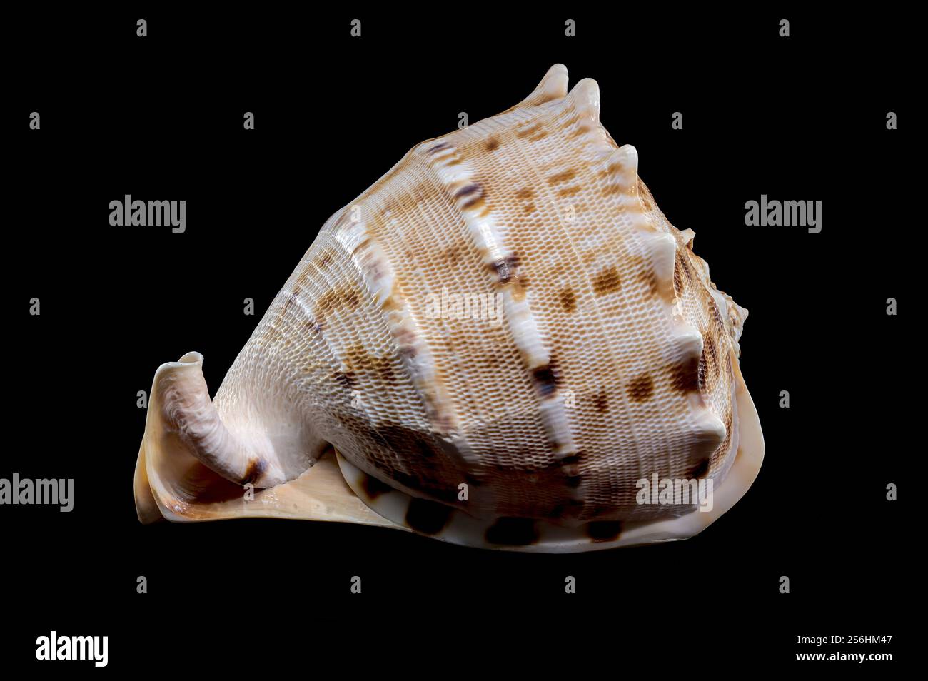 Cassis cornuta, or horned helmet shell on black background Stock Photo ...