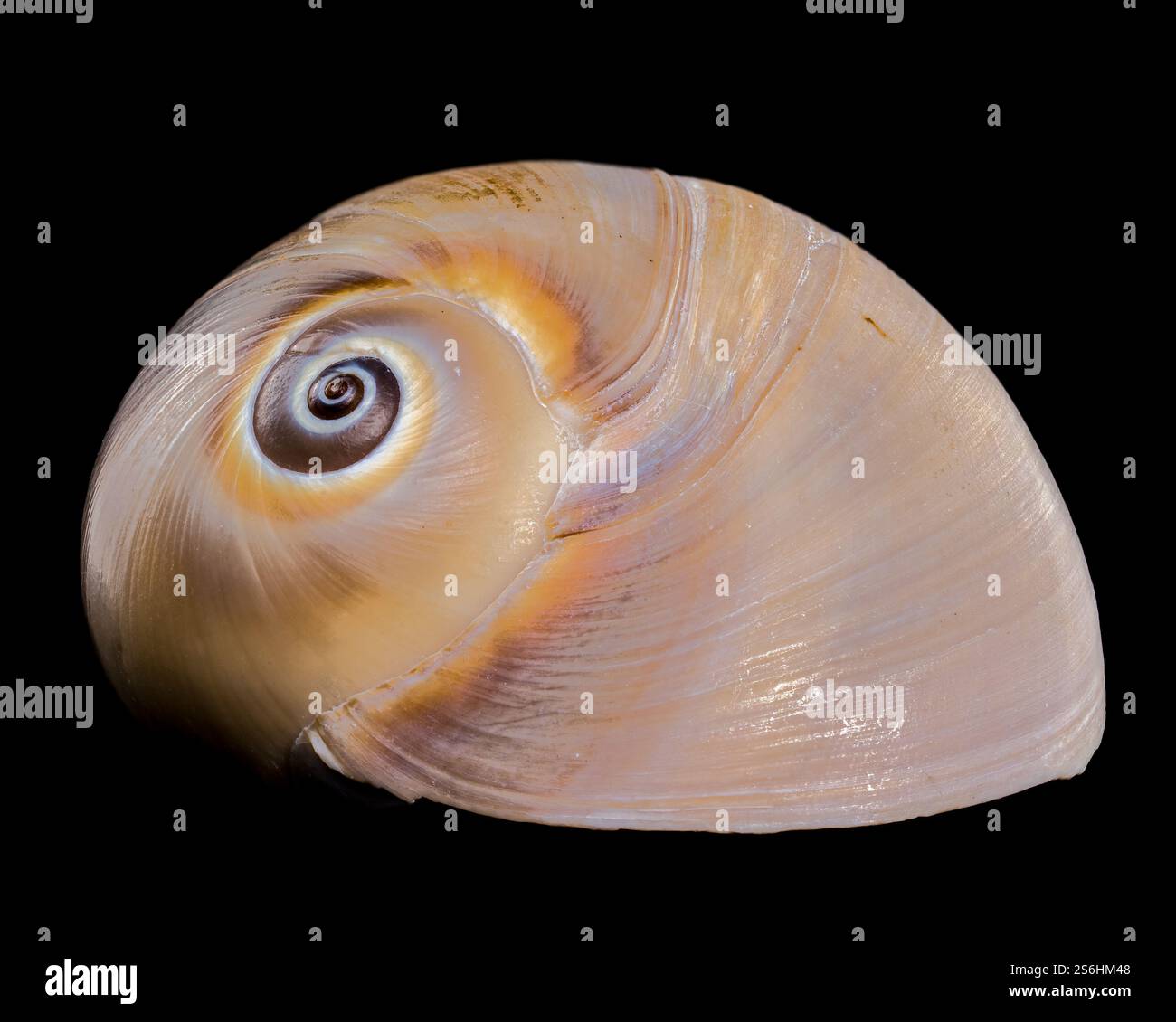 Polymita Picta snail Shell on Wood black background Stock Photo - Alamy