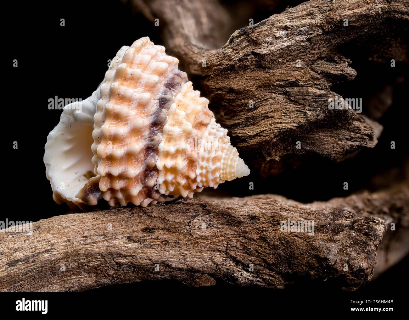 Tectarius Coronatus Shell on Driftwood black background Stock Photo - Alamy