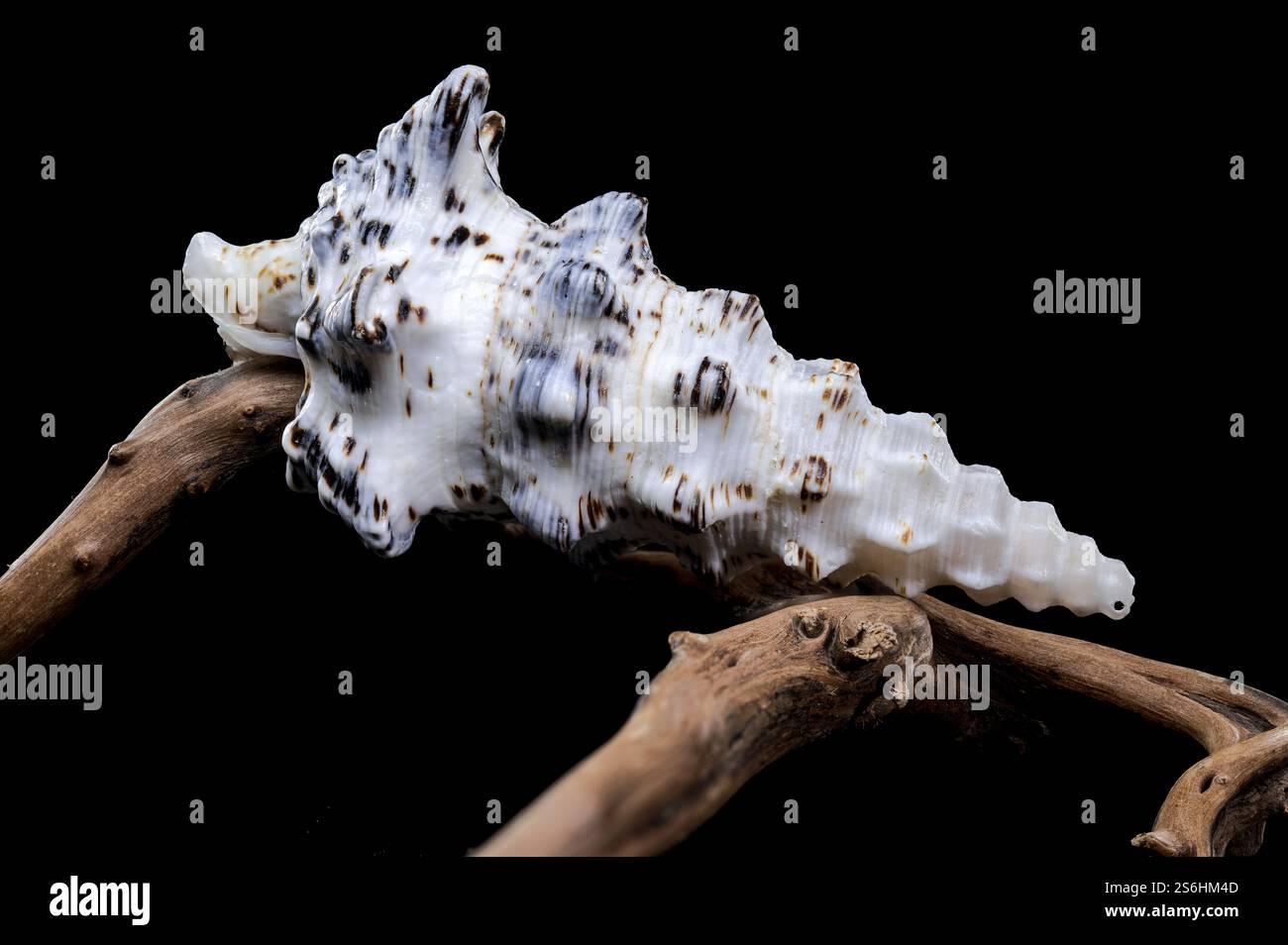Cerithium Nodulosum Shell Display on driftwood Stock Photo - Alamy