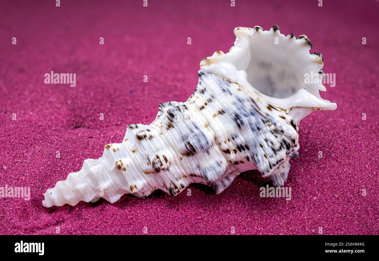 Cerithium nodulosum gastropod mollusk on red sand background Stock ...