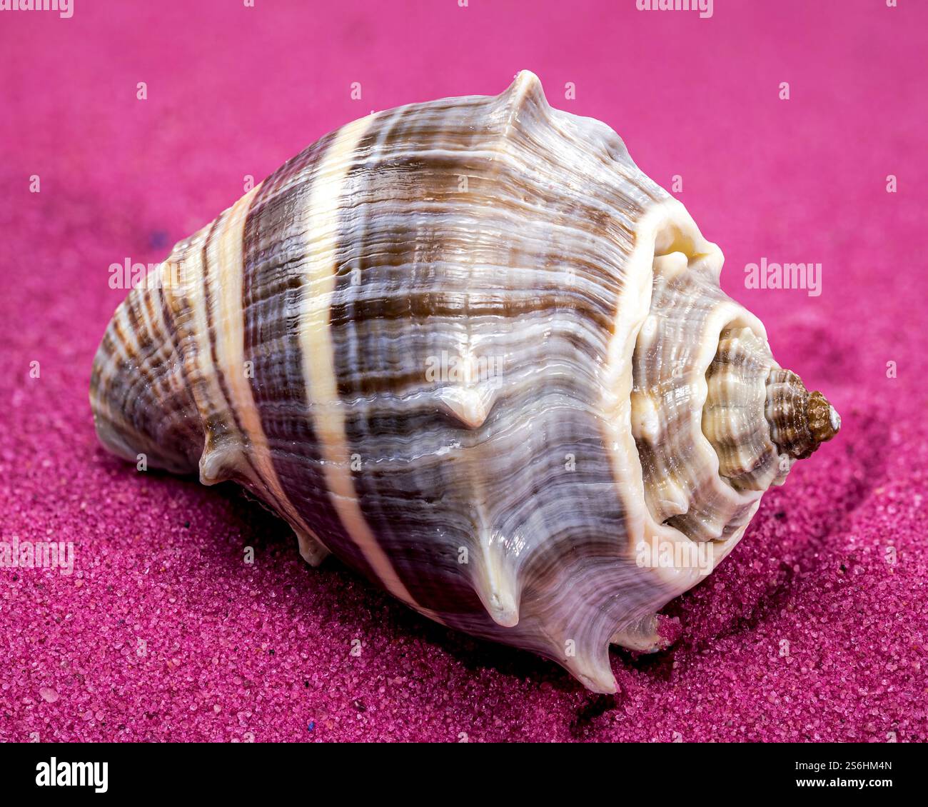 Melongena Shell on red sand background Stock Photo - Alamy