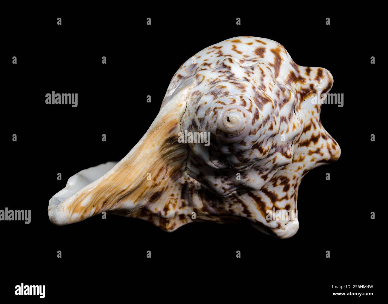 Lobatus raninus seashell on a black background Stock Photo - Alamy