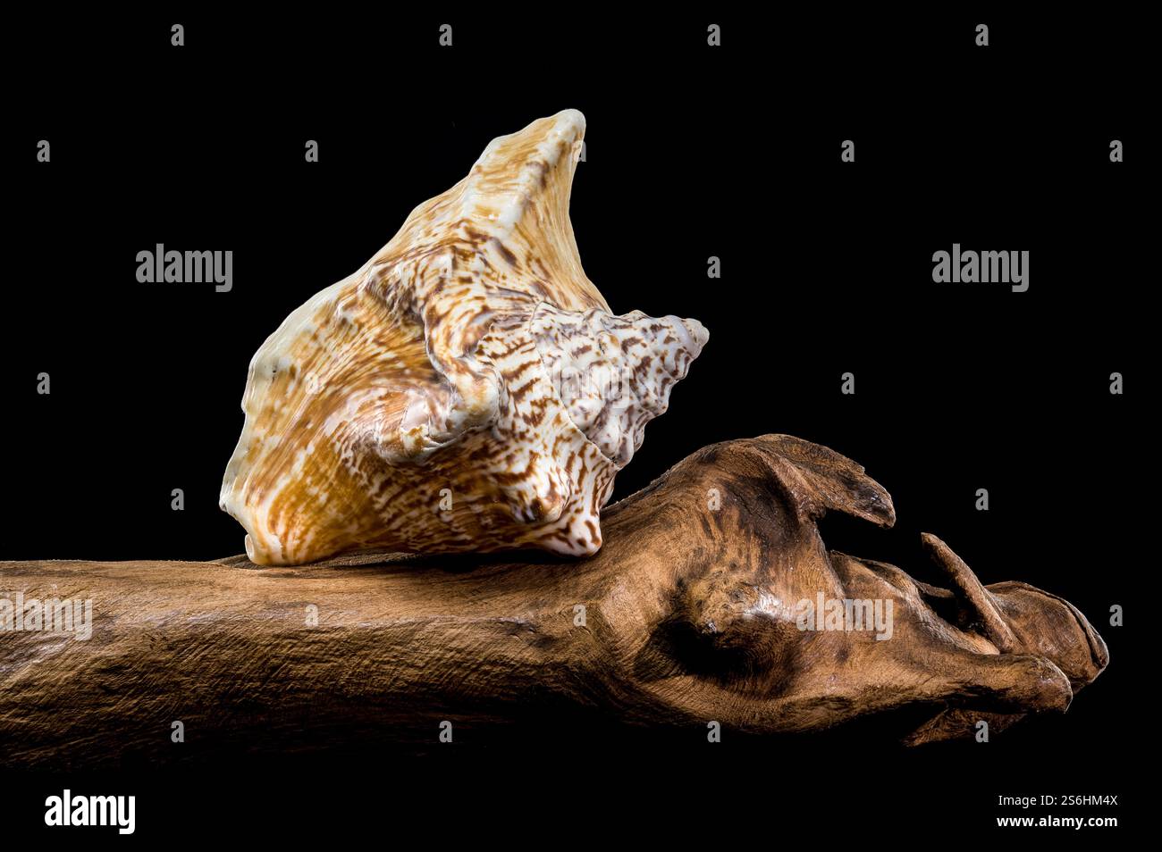 Lobatus raninus seashell on driftwood black background Stock Photo - Alamy