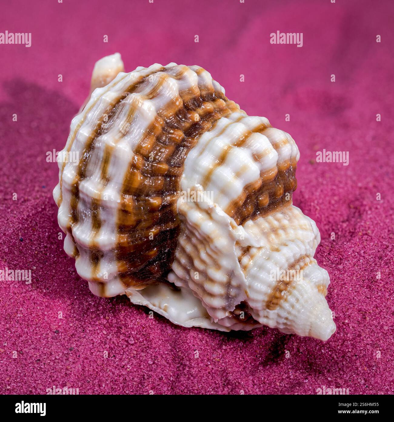 Textured shell hi-res stock photography and images - Alamy