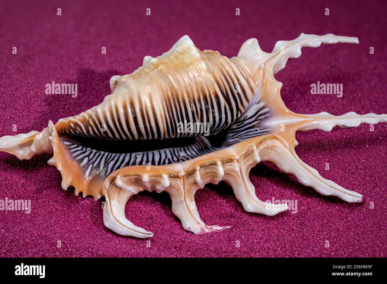 Sans background hi-res stock photography and images - Alamy