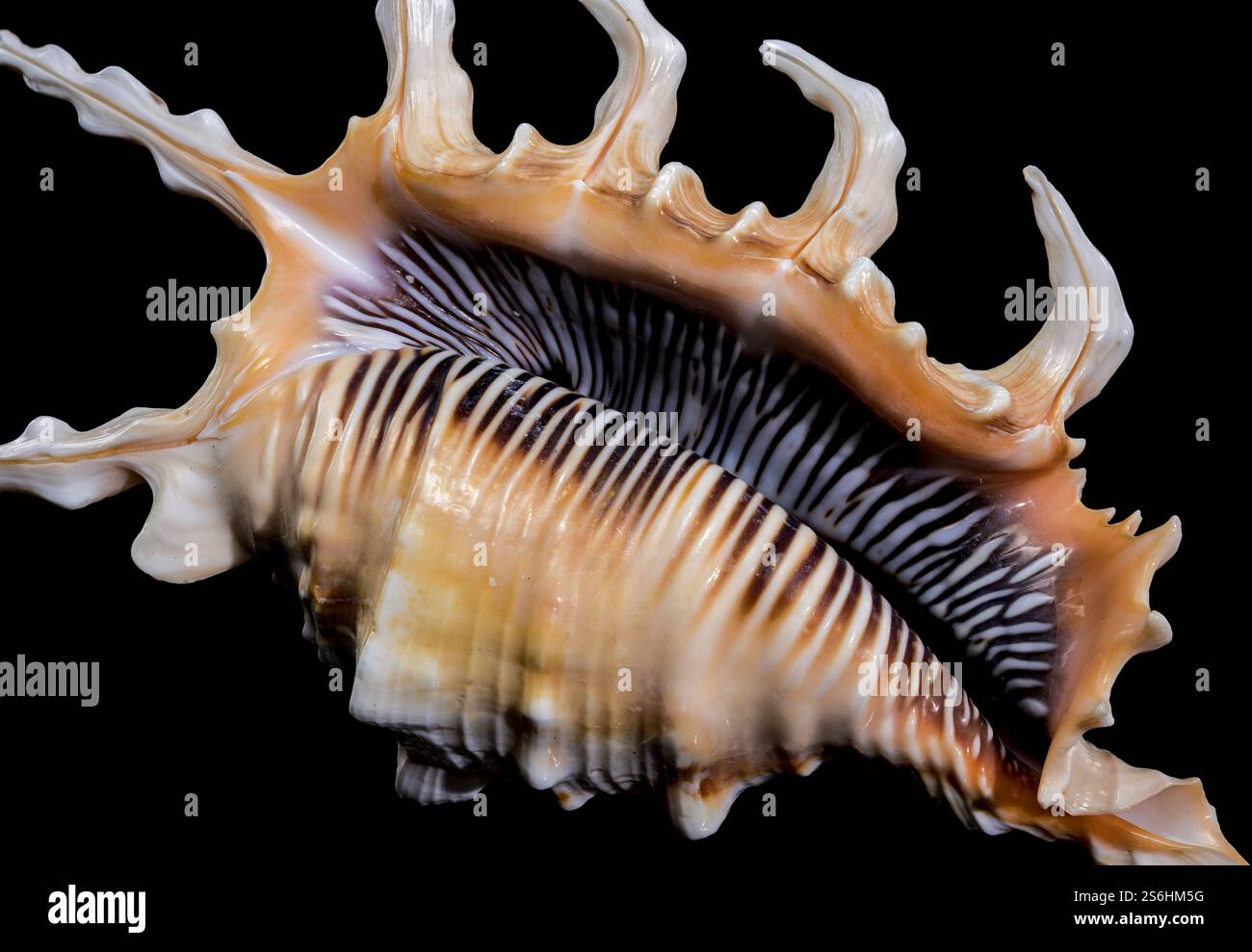 Scorpion Conch Shell on Black Background Stock Photo - Alamy