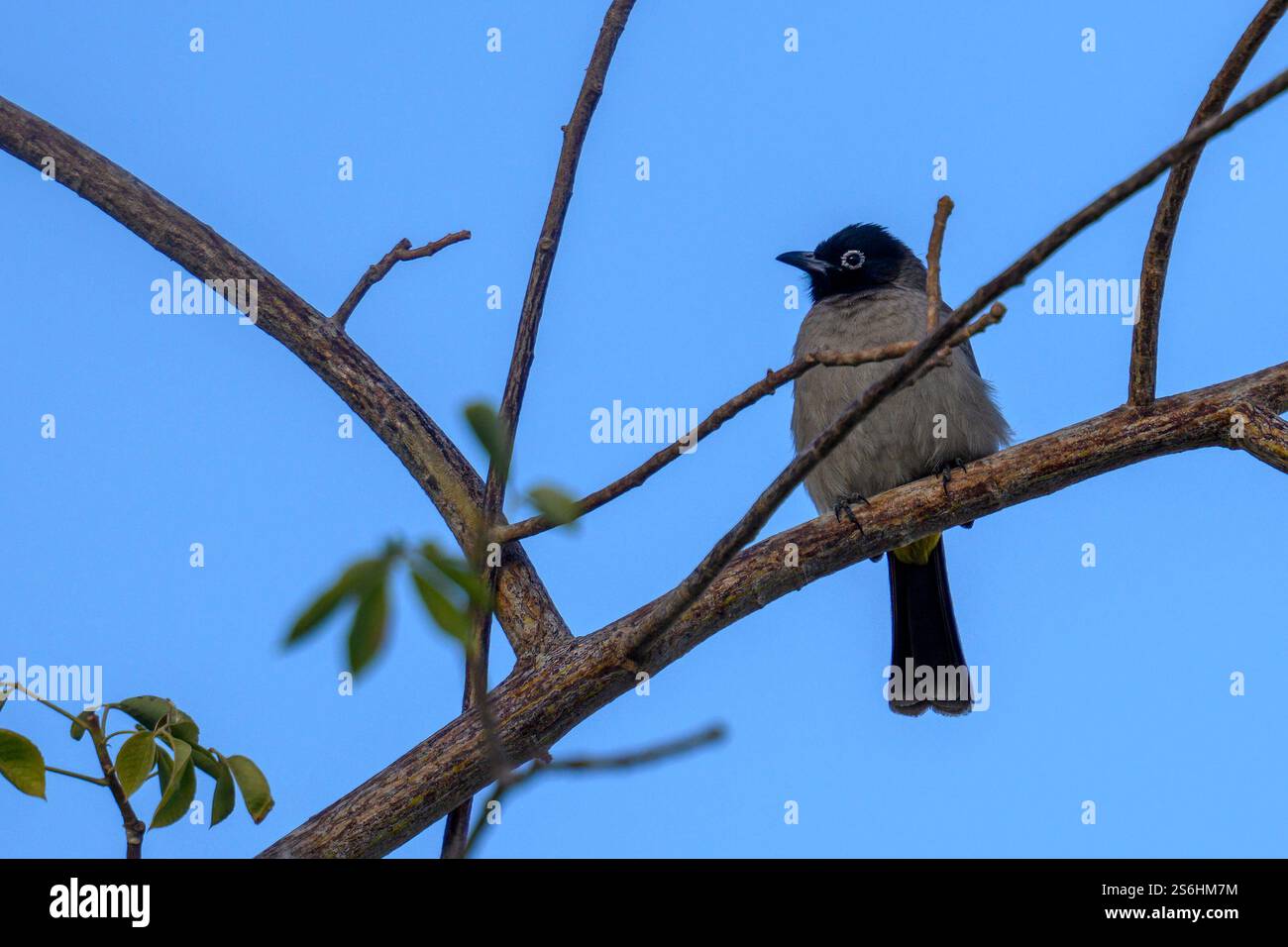 Yellow-vented Bulbul (Pycnonotus xanthopygos) perched on a tree with a ...