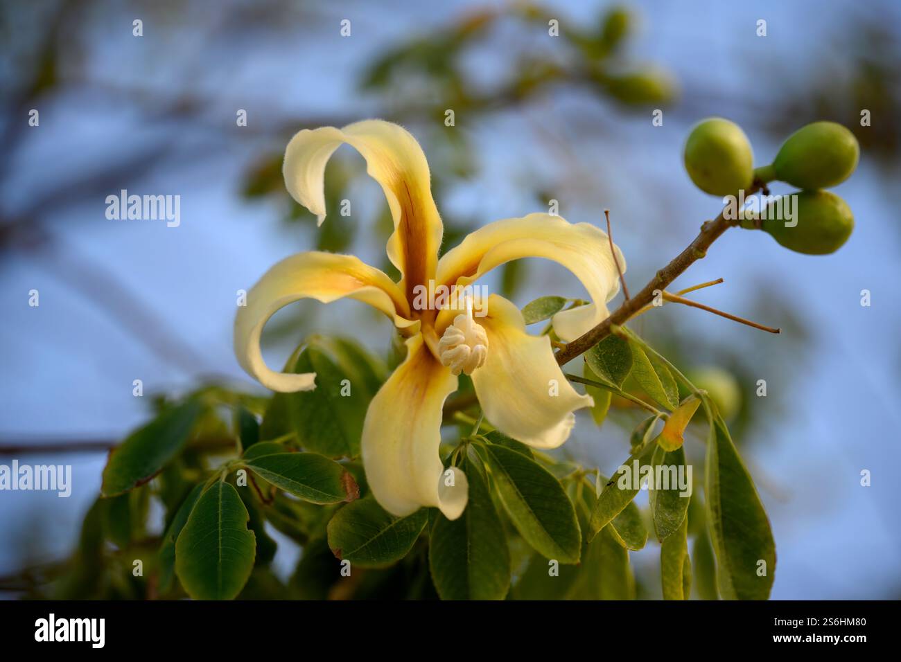 Closeup of a flower of the Yellow Silk Floss Tree, botanically known as ...