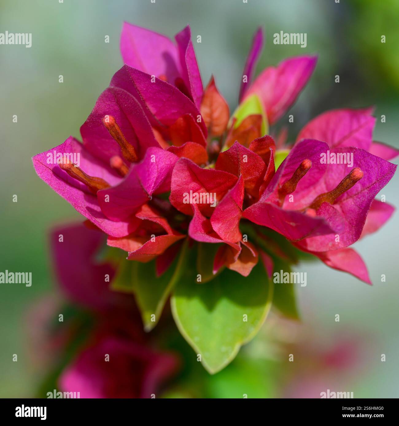 Bougainvillea beautiful flowering hi-res stock photography and images ...
