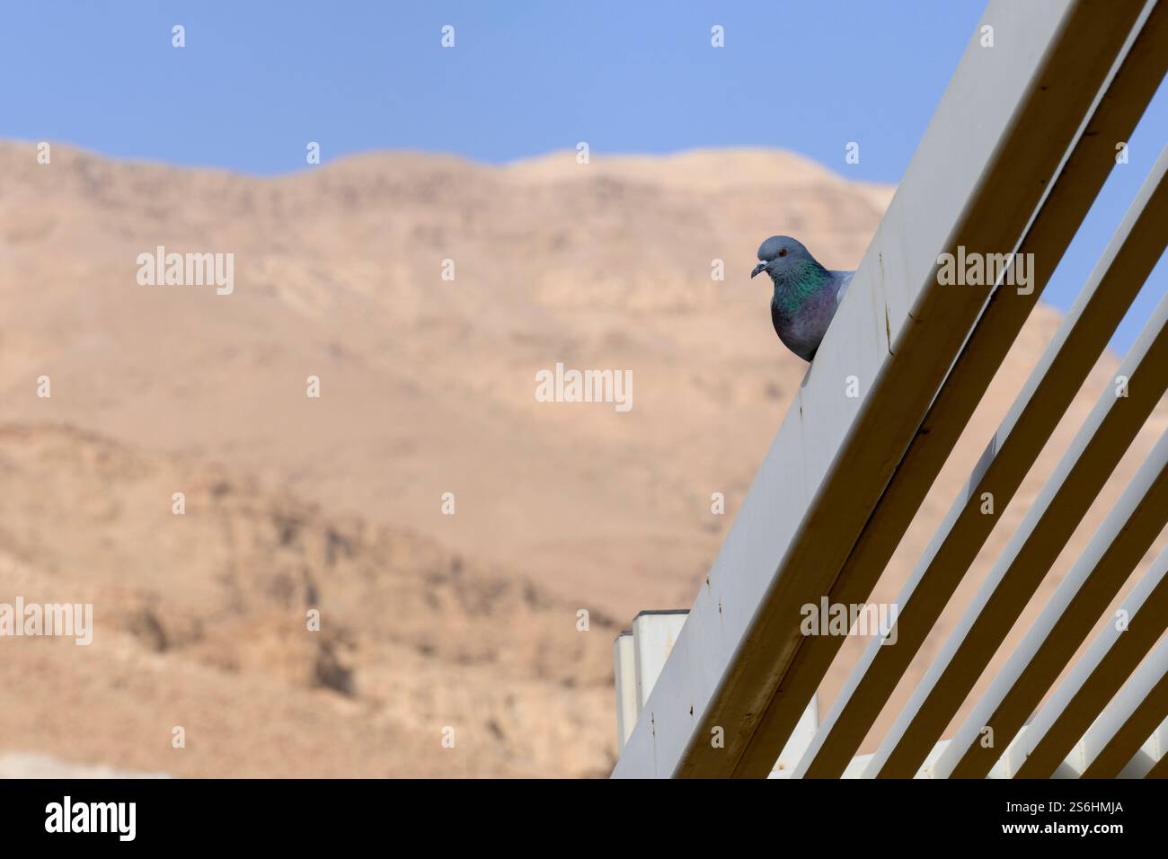 rock dove, rock pigeon, or common pigeon (Columba livia) Photographed ...