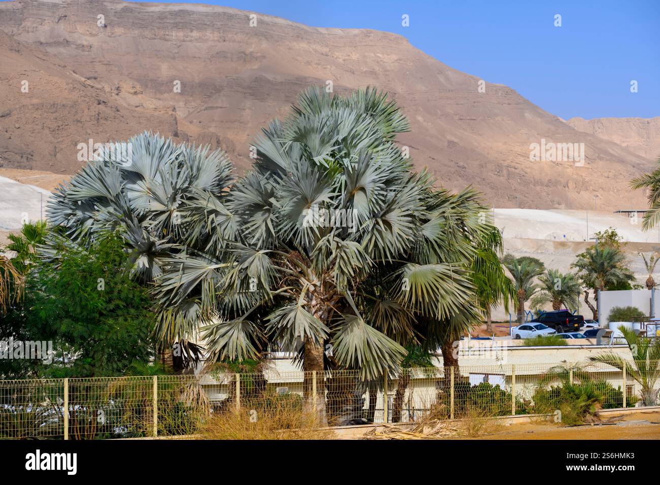 The Shore of the Dead Sea Israel Photographed at Neve Zohar resort ...