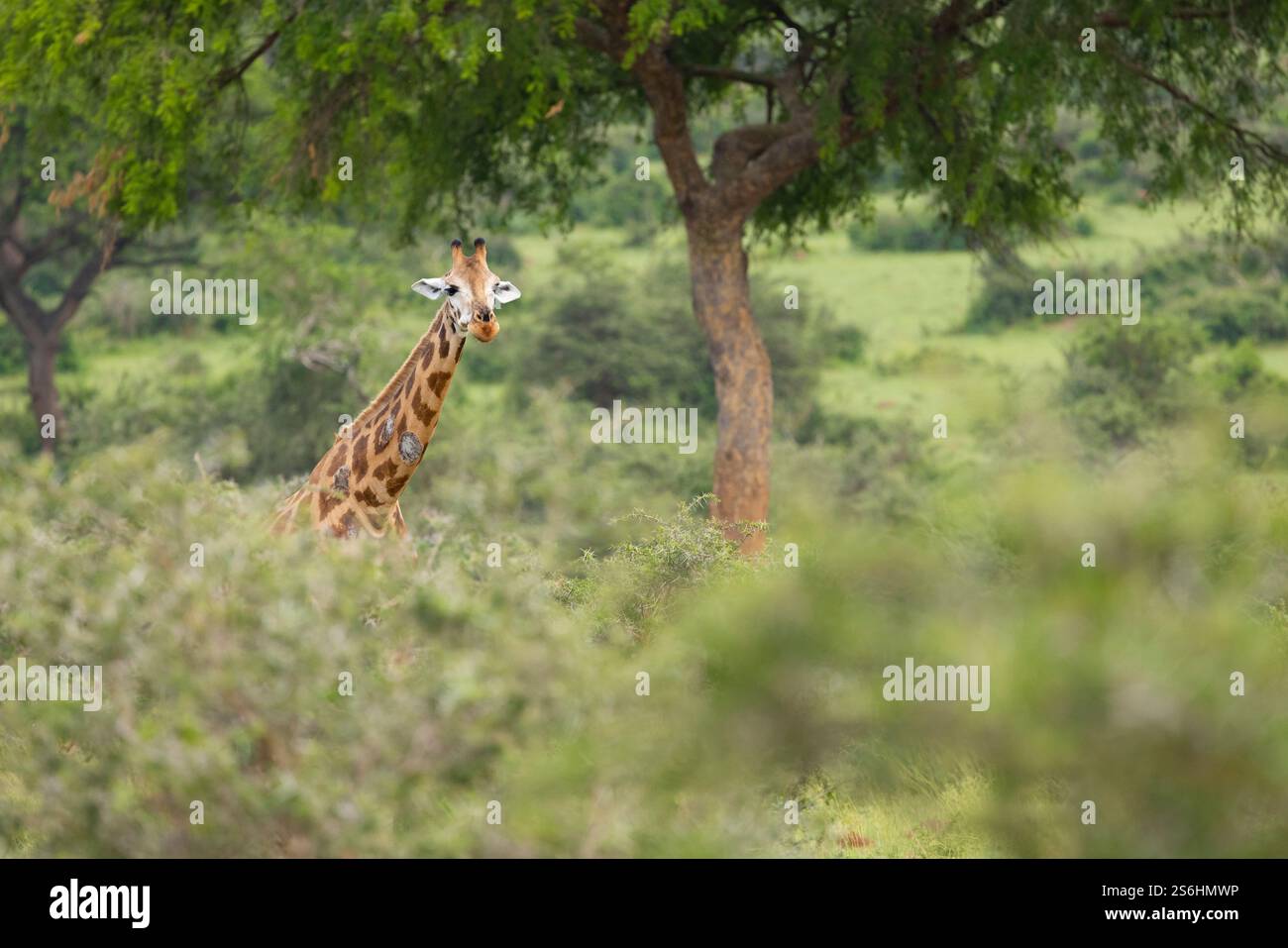 Rothschild giraffe Giraffa camelopardalis camelopardalis, adult ...