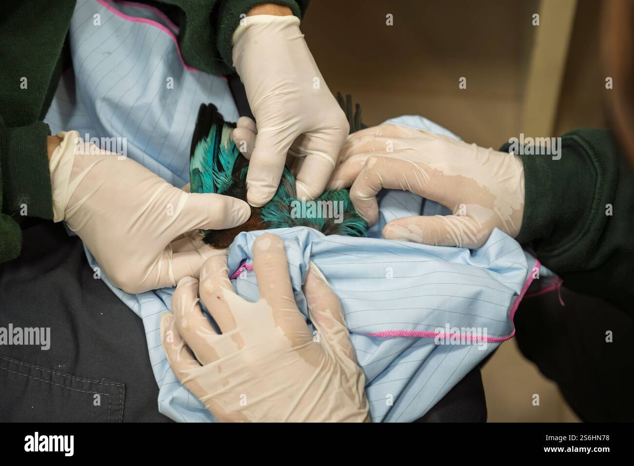 Wildlife hospital staff are treating a white-throated kingfisher ...