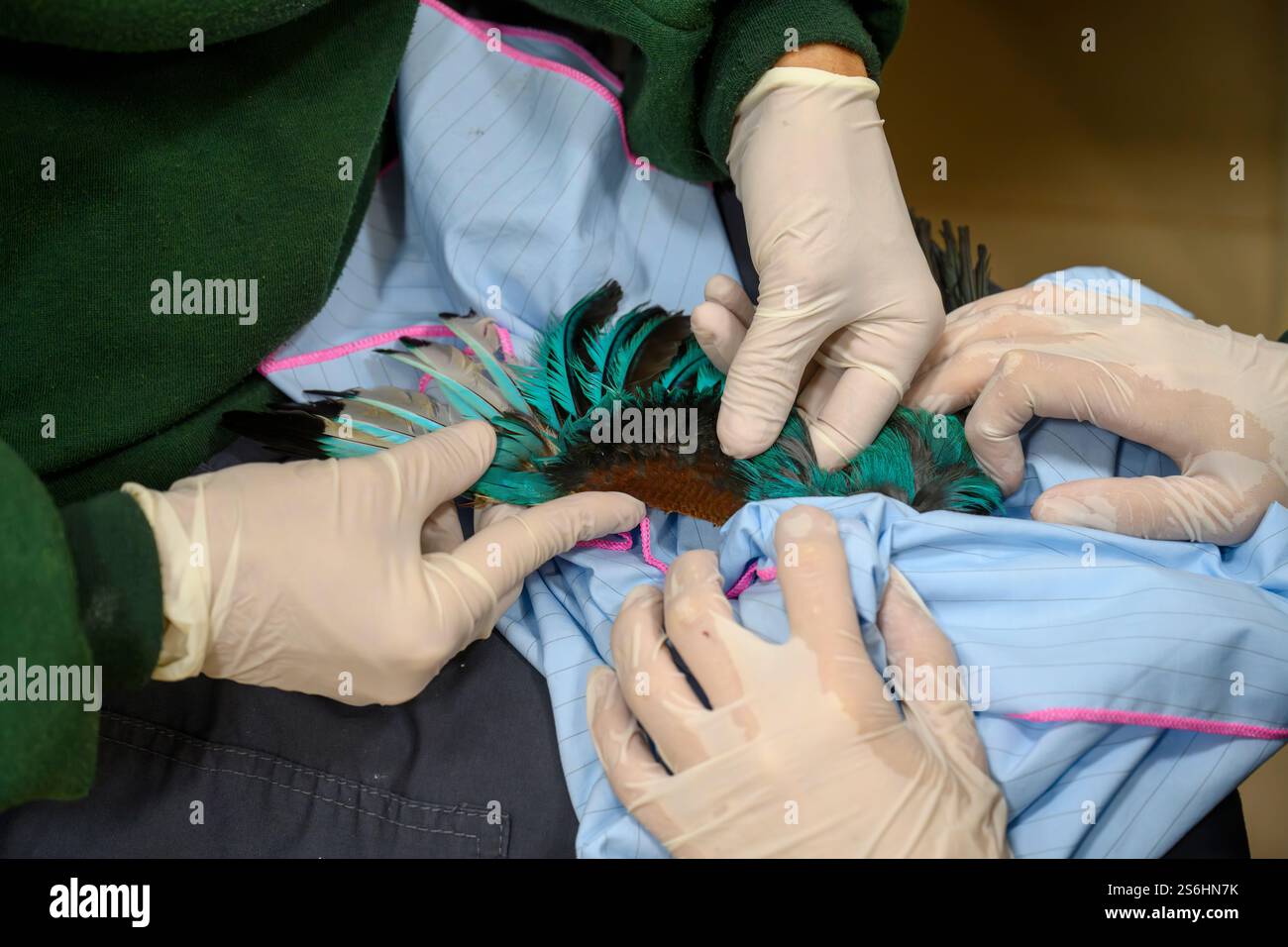 Wildlife hospital staff are treating a white-throated kingfisher ...