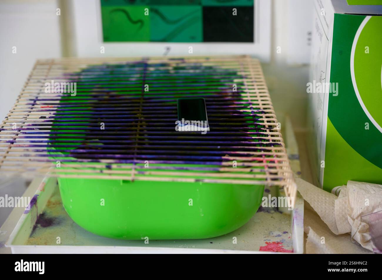 blood samples on glass slides are being prepared to be viewed under an ...