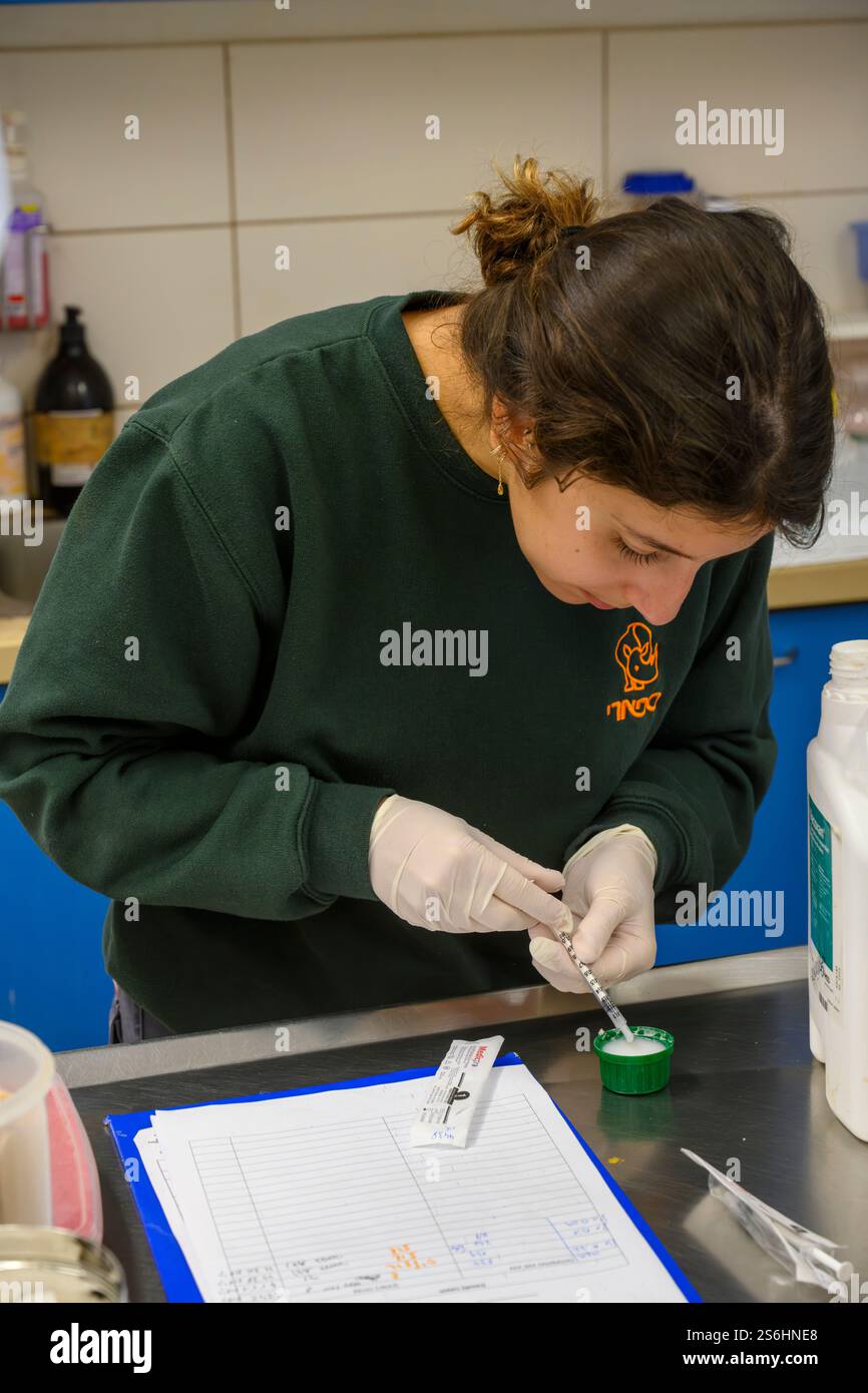 technician is preparing blood samples on glass slides to be viewed ...
