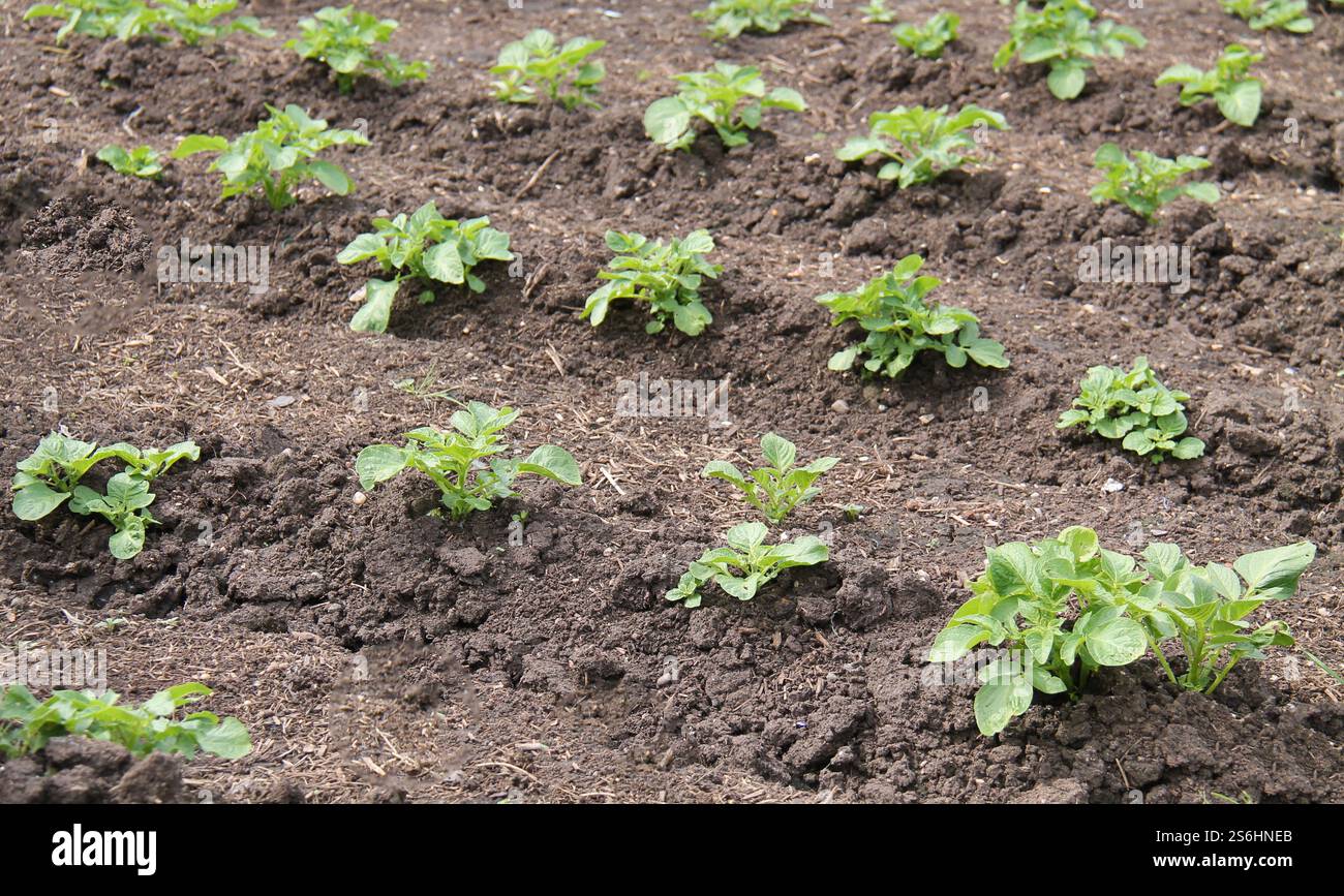 The Young Plants of a Cara Main Crop Potato Stock Photo - Alamy