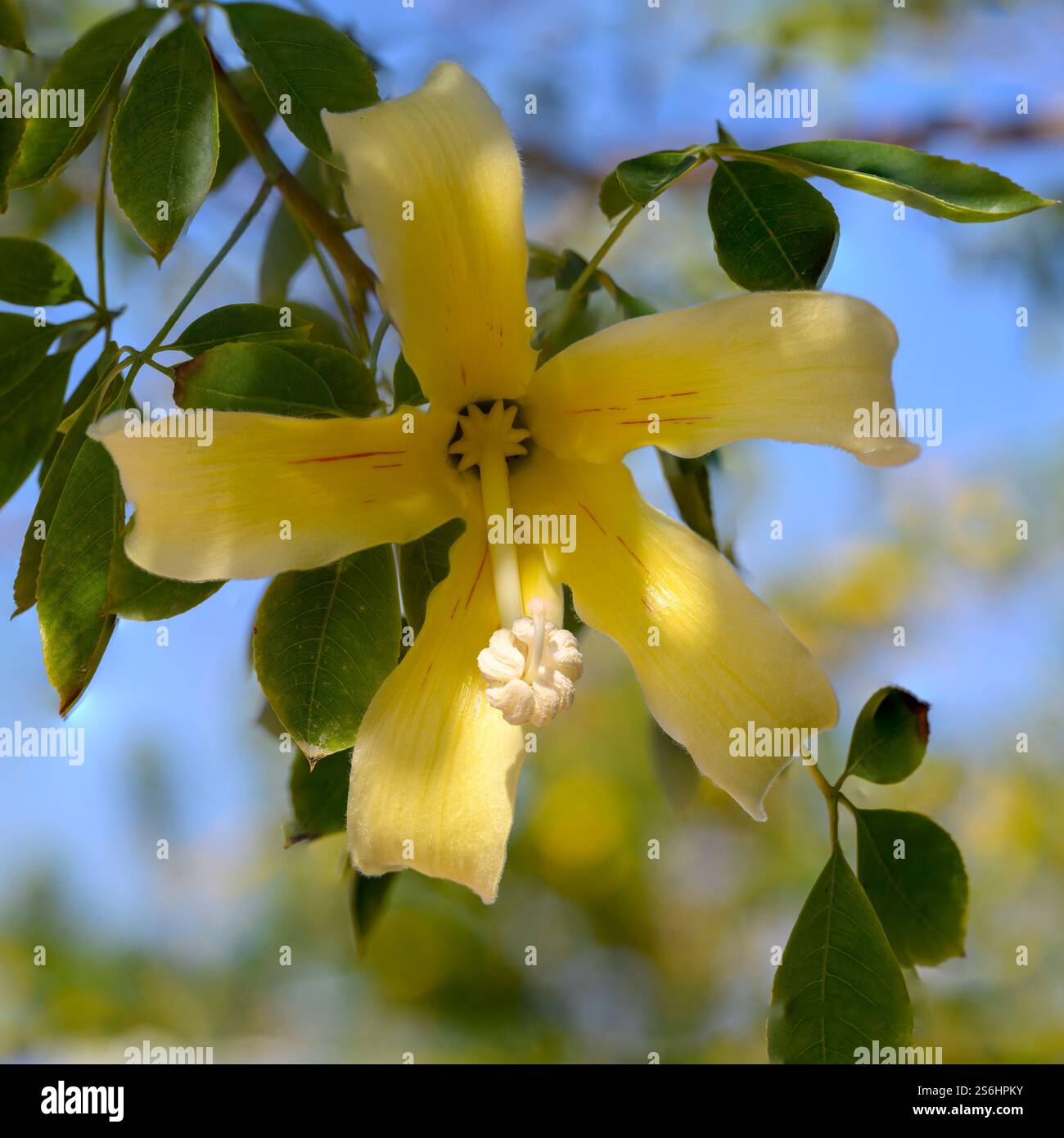 Closeup of a flower of the Yellow Silk Floss Tree, botanically known as ...