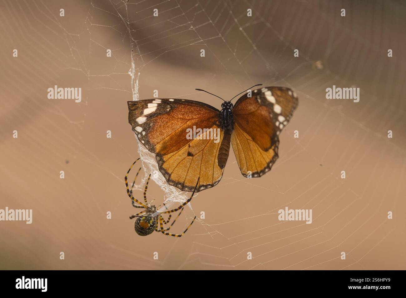 Tiger life cycle hi-res stock photography and images - Alamy