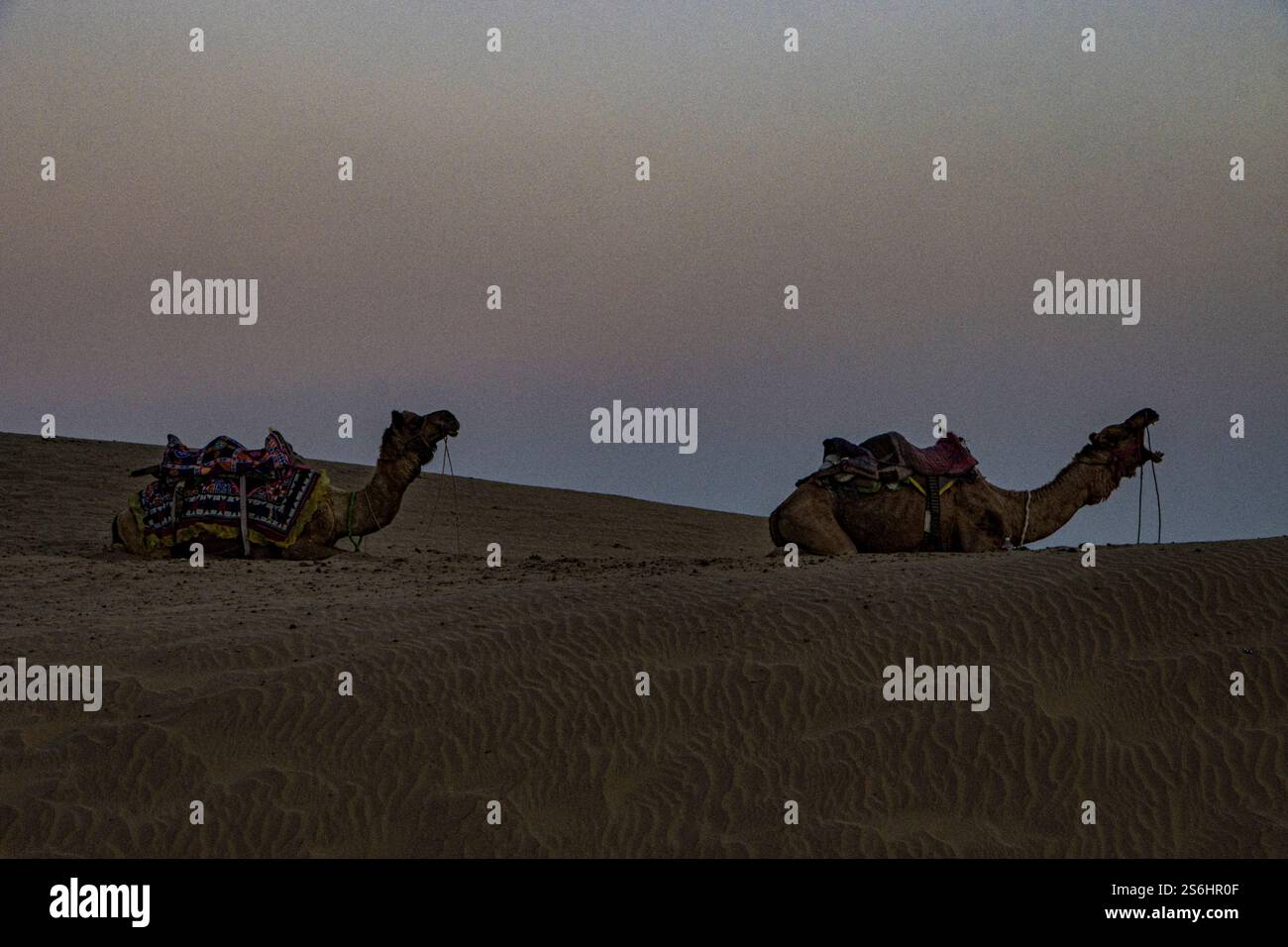 Khuri Sand Dunes is a desert area in the Thar Desert, Rajasthan, India ...