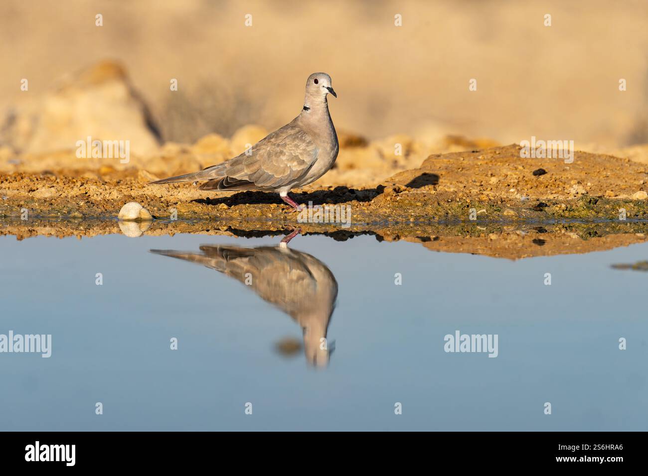 Ring-necked dove (Streptopelia capicola) reflected in a water pool in ...