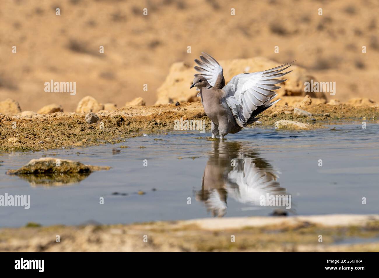 Ring-necked dove (Streptopelia capicola) reflected in a water pool in ...