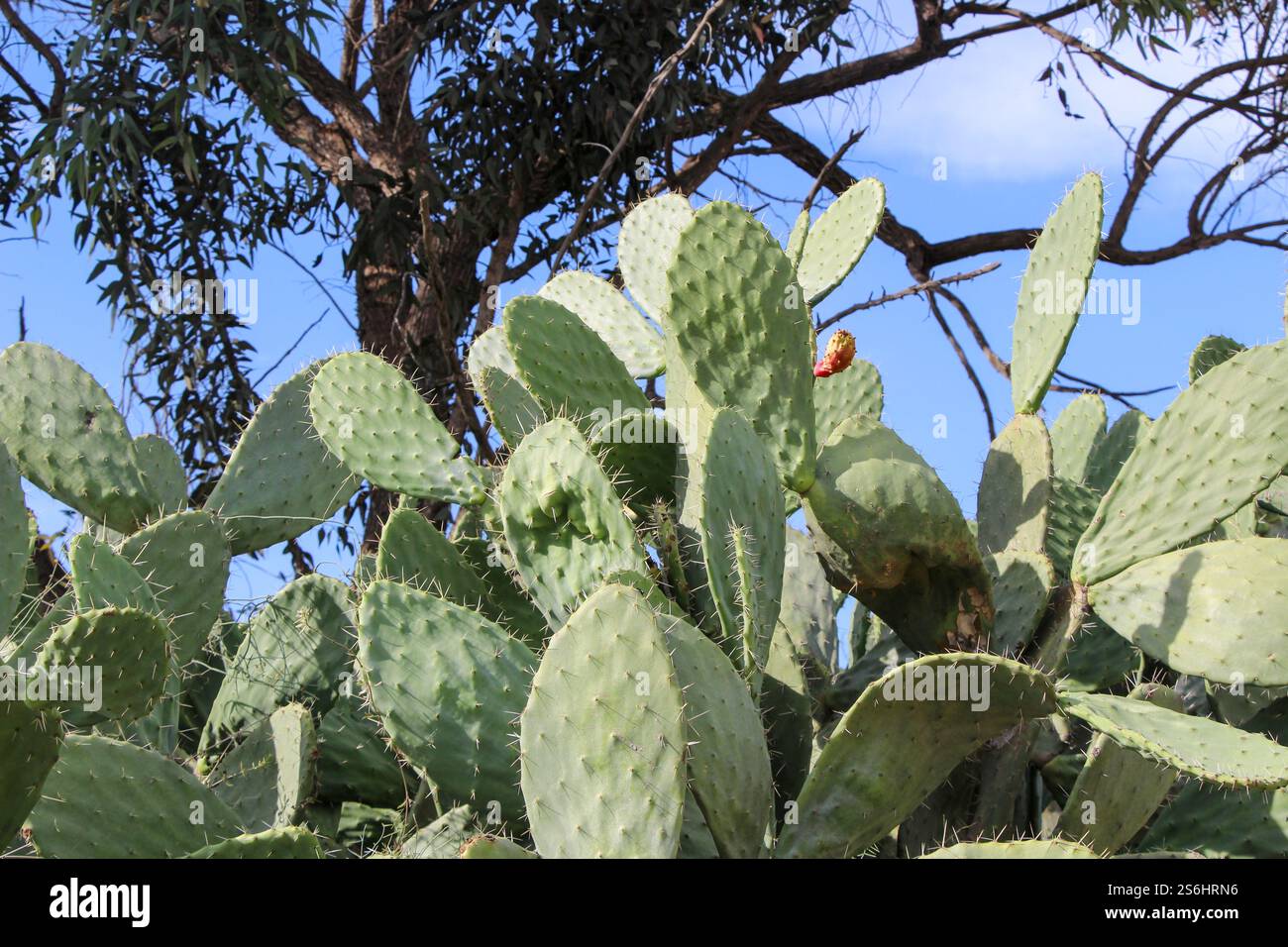 Cactus - Opuntia ficus-indica - sabres or Tzabar Israeli symbol with ...