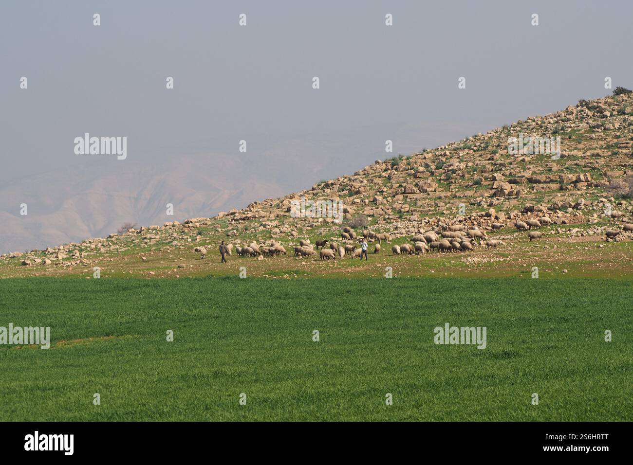 Nomad Bedouins shepherds living in tents and hovels Judaea Desert, West ...