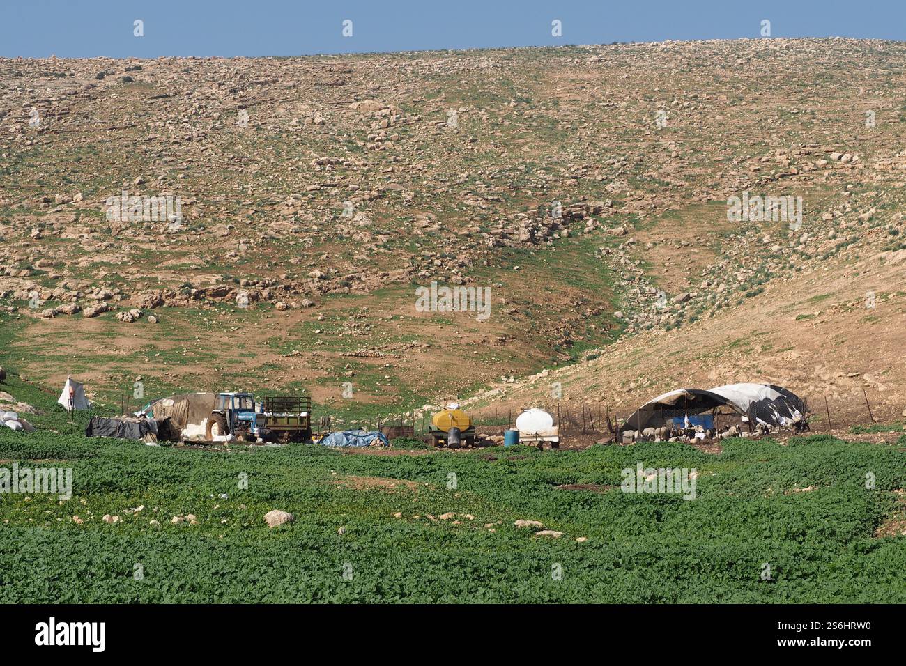 Nomad Bedouins shepherds living in tents and hovels Judaea Desert, West ...