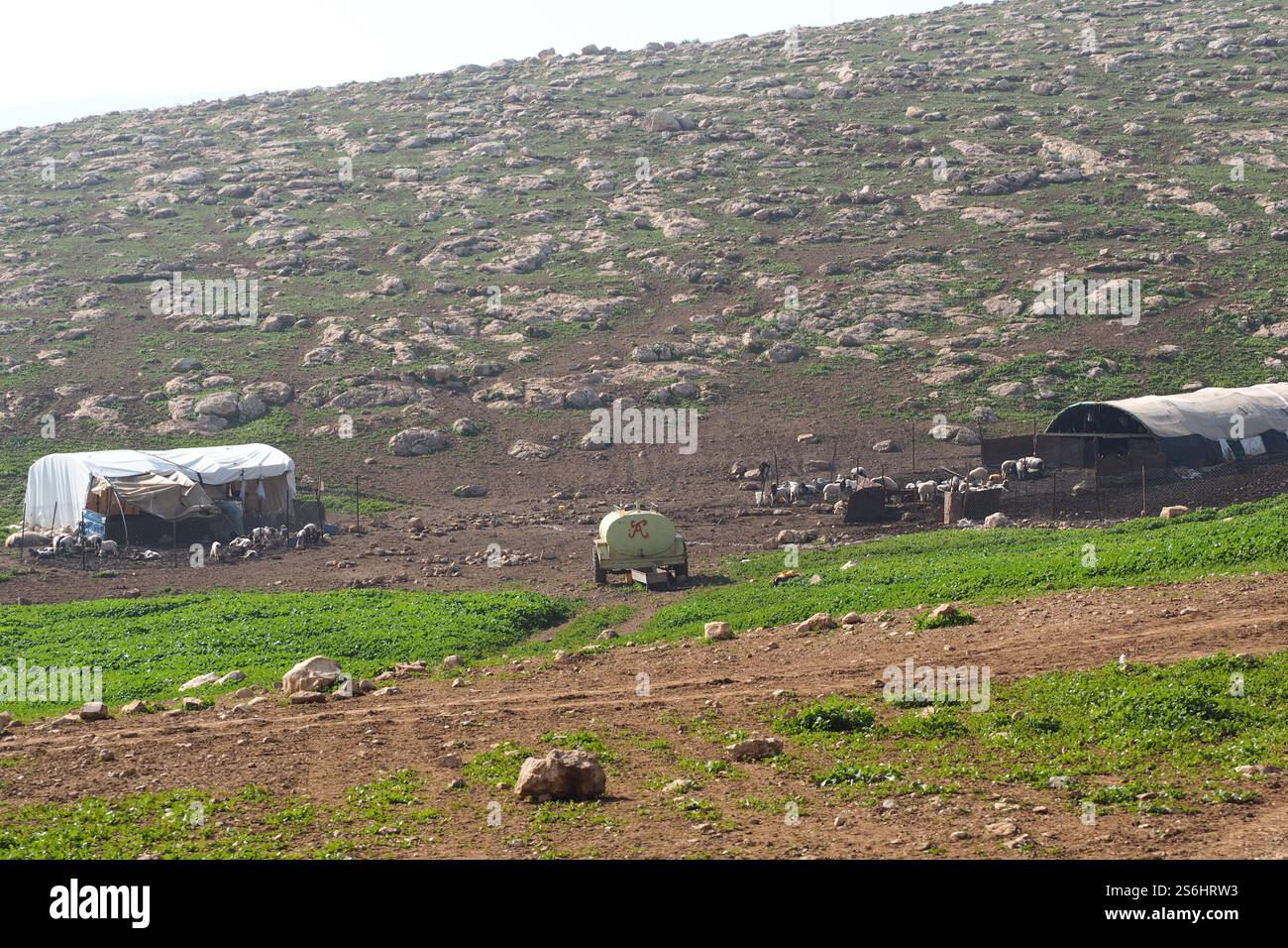Nomad Bedouins shepherds living in tents and hovels Judaea Desert, West ...