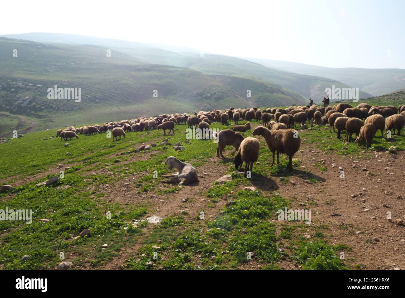 Nomad Bedouins shepherds living in tents and hovels Judaea Desert, West ...