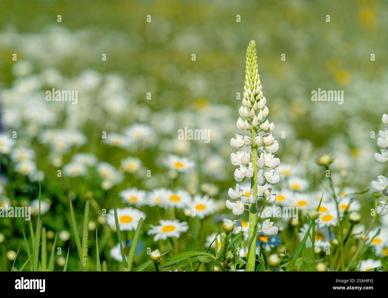 Daisies and lupins hi-res stock photography and images - Alamy
