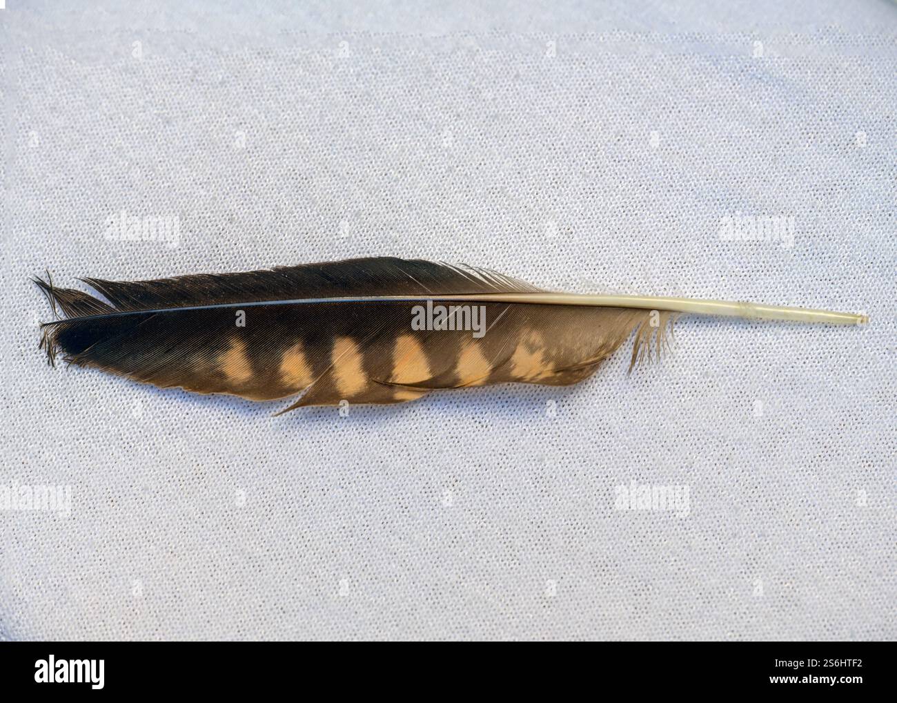 Brown and white mottled feather of a common kestrel (Falco tinnunculus ...