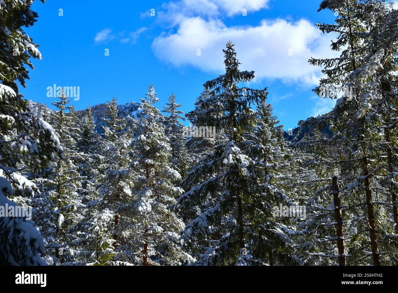Boreal coniferous forest hi-res stock photography and images - Alamy