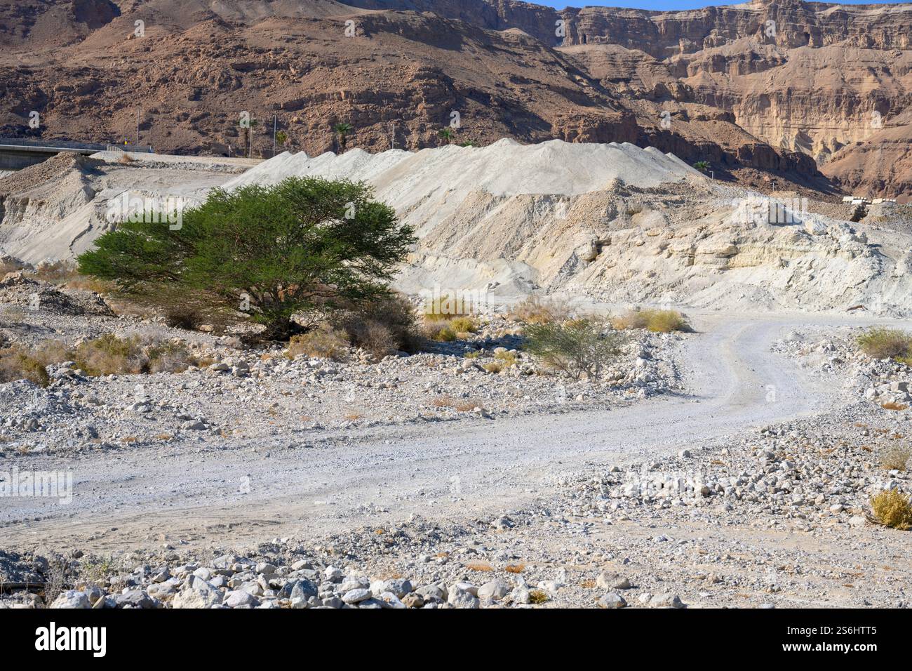 Lone acacia tree flourishing in a dry waterbed on the shore of the Dead ...