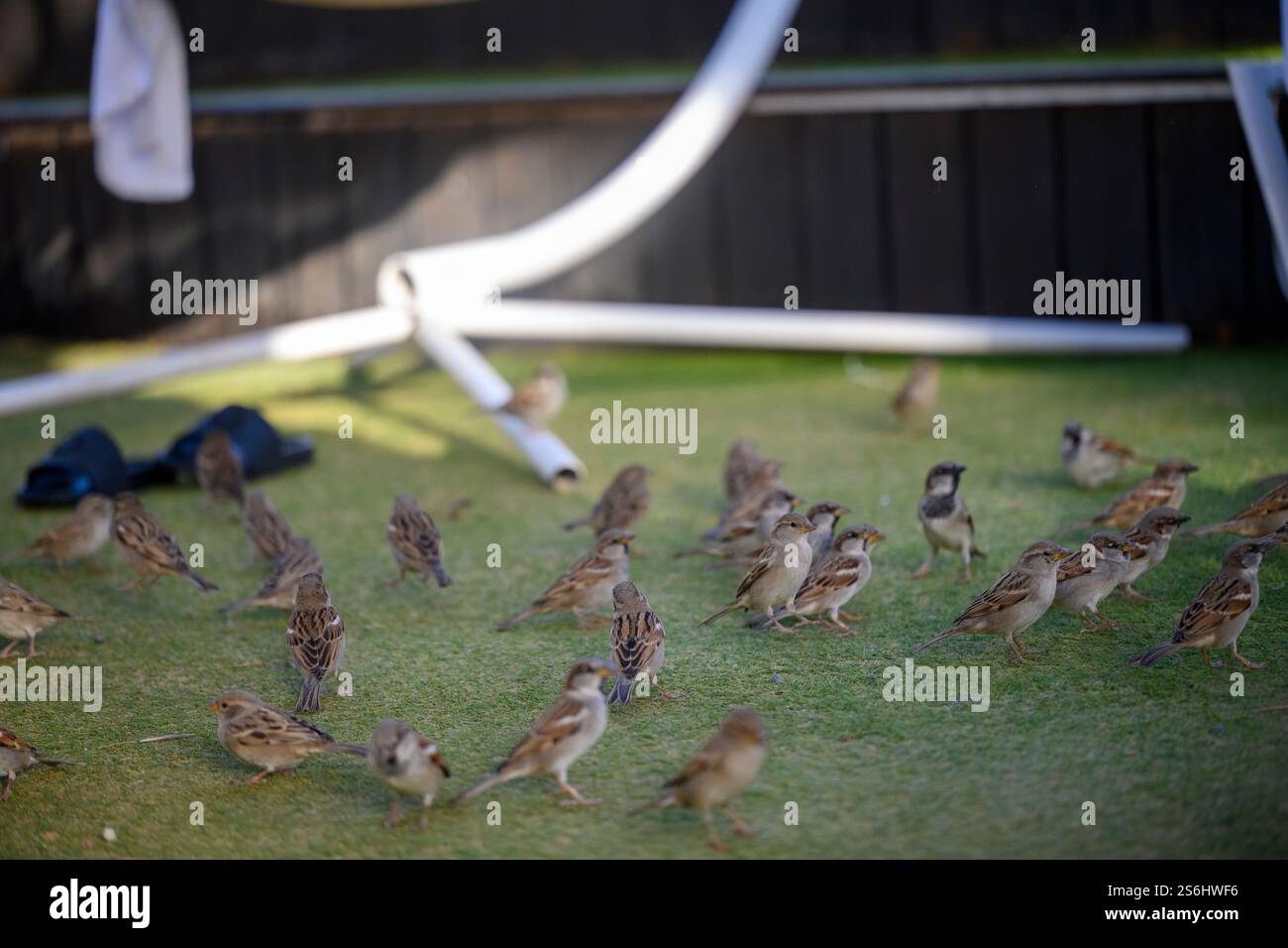a large flock of house sparrow (Passer domesticus عصفور دوري ...