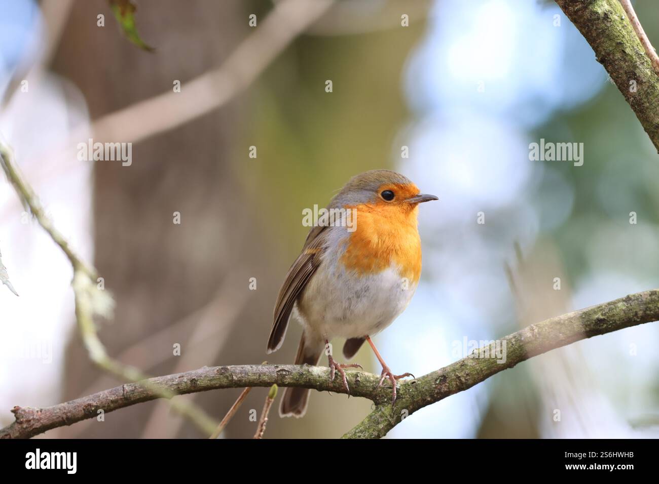 Nature and beauty are one and the same Stock Photo - Alamy